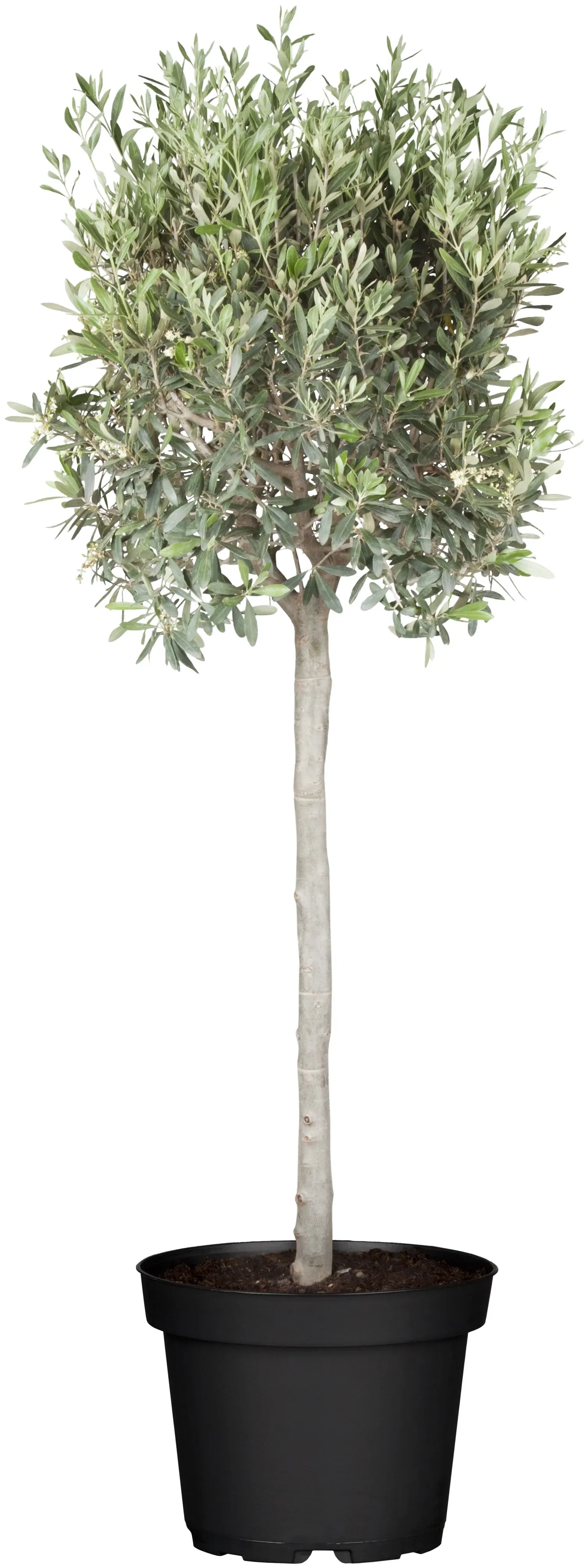 Olive kaufen bei OBI